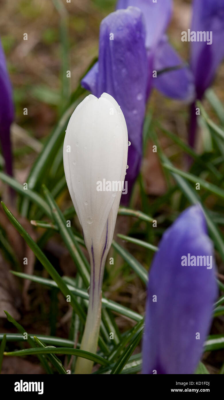 Crocus blanc Banque de photographies et d’images à haute résolution - Alamy
