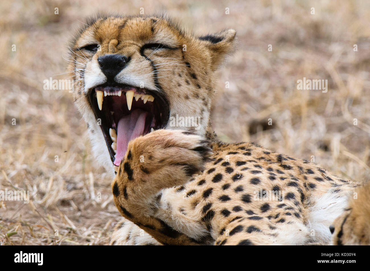 Anatomie de guépard Banque de photographies et d’images à haute ...