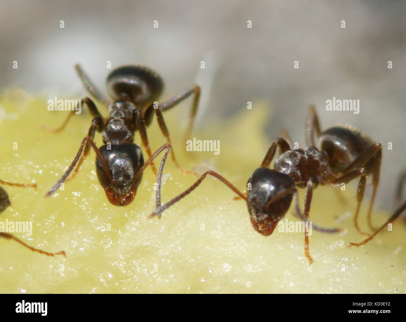 Les fourmis mangent Banque de photographies et d’images à haute ...