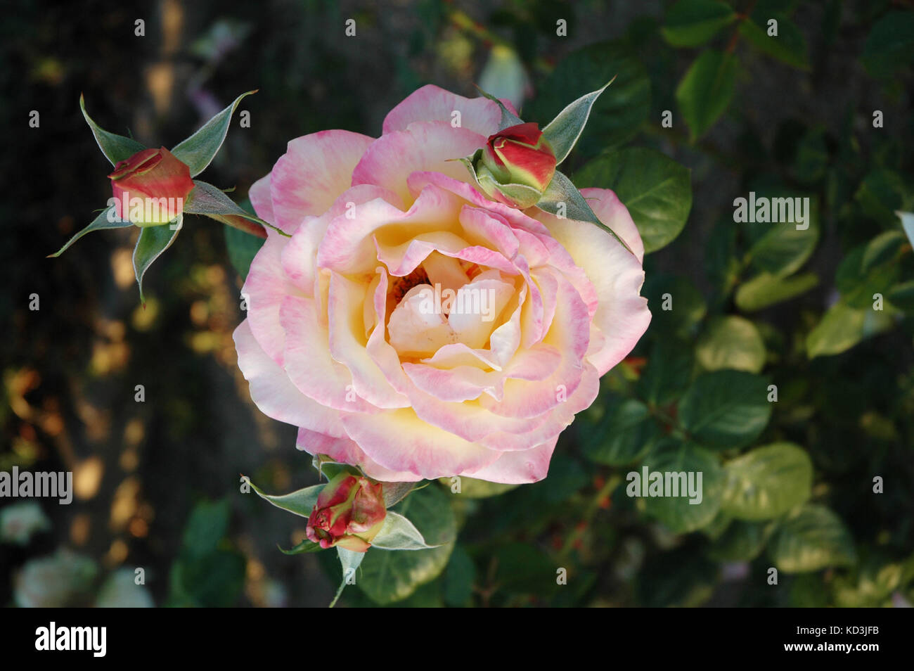 Roseraie rose pâle Banque de photographies et d’images à haute ...