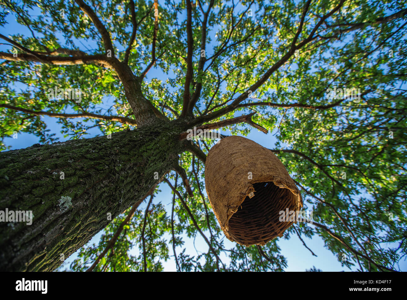 Ruche dans un arbre Banque de photographies et d’images à haute ...
