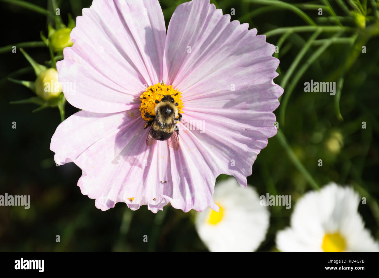 Une Fleur Rose Banque d'image et photos - Alamy