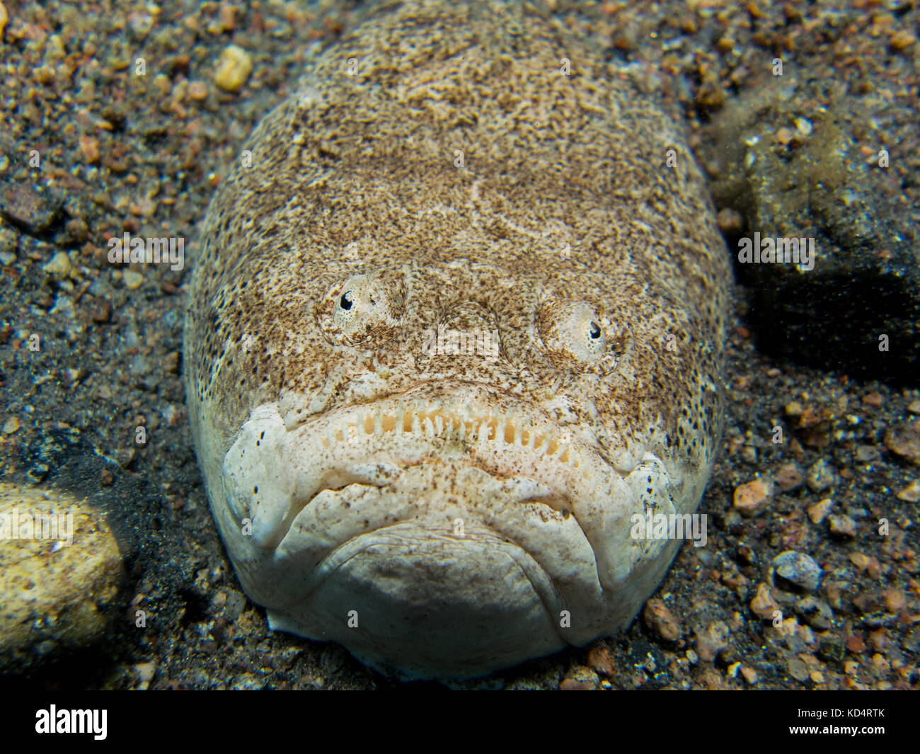 Poissons stargazer poissons sous l'eau Banque de photographies et d ...