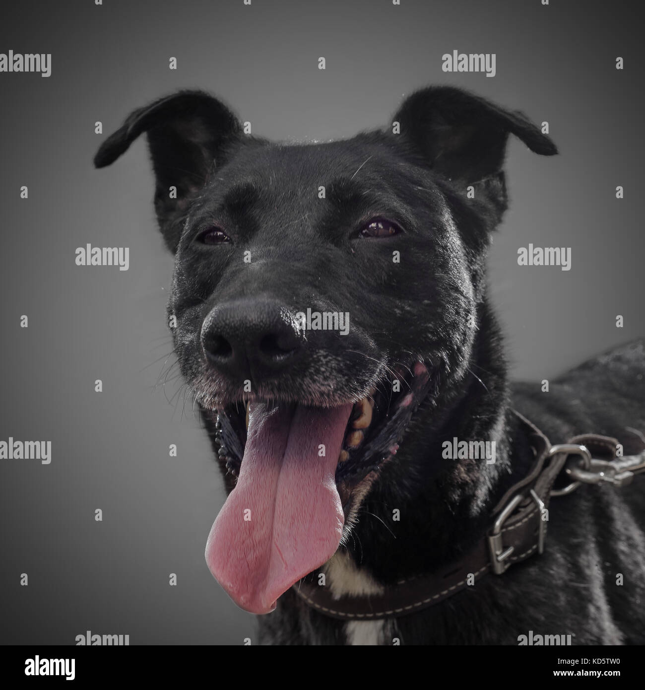 Cute smiling black dog un symbole de 2018 Photo Stock - Alamy