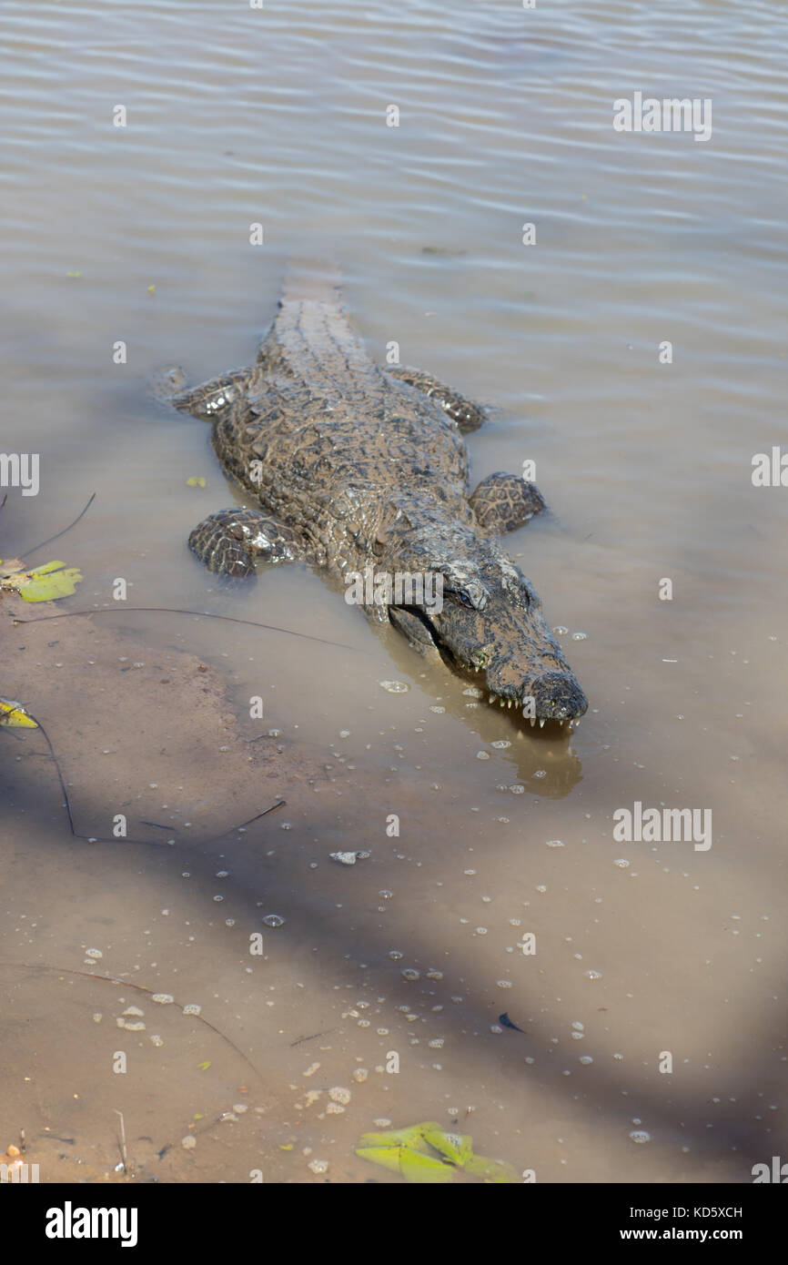 Sacred crocodile in sabou burkina Banque de photographies et d’images à ...