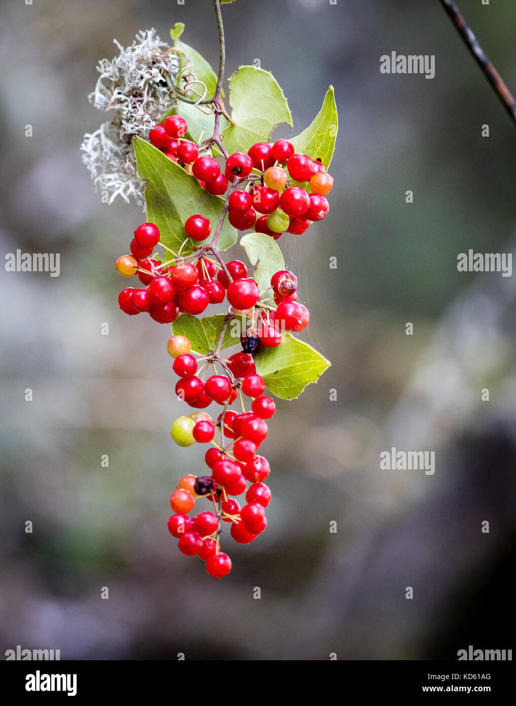 Black bryony berries Banque de photographies et d’images à haute ...