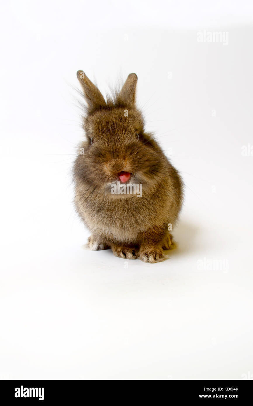 Lapin brun Banque de photographies et d’images à haute résolution - Alamy