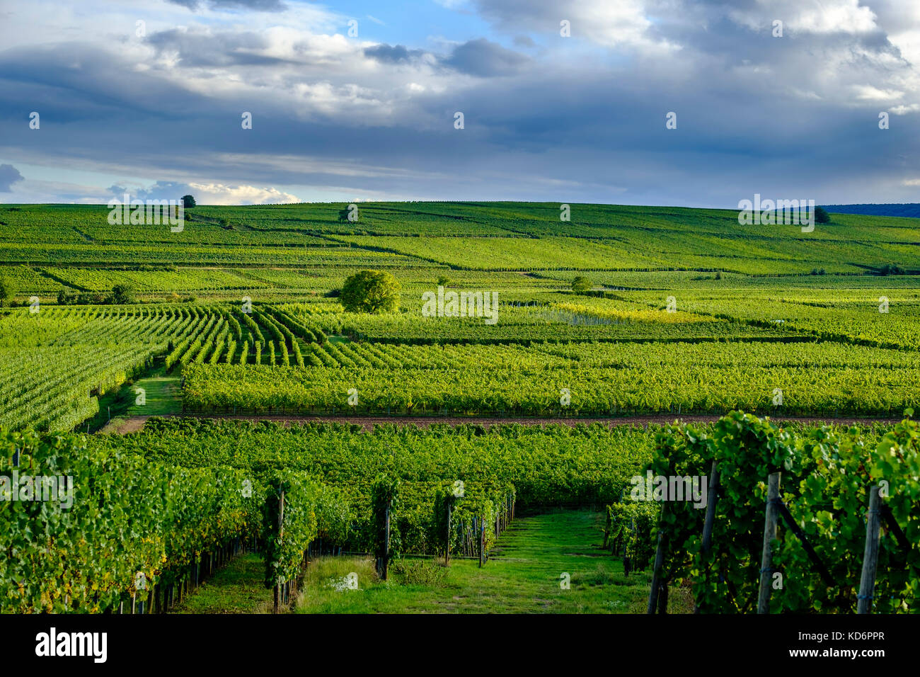Vignobles entourant le village Banque de photographies et d’images à ...