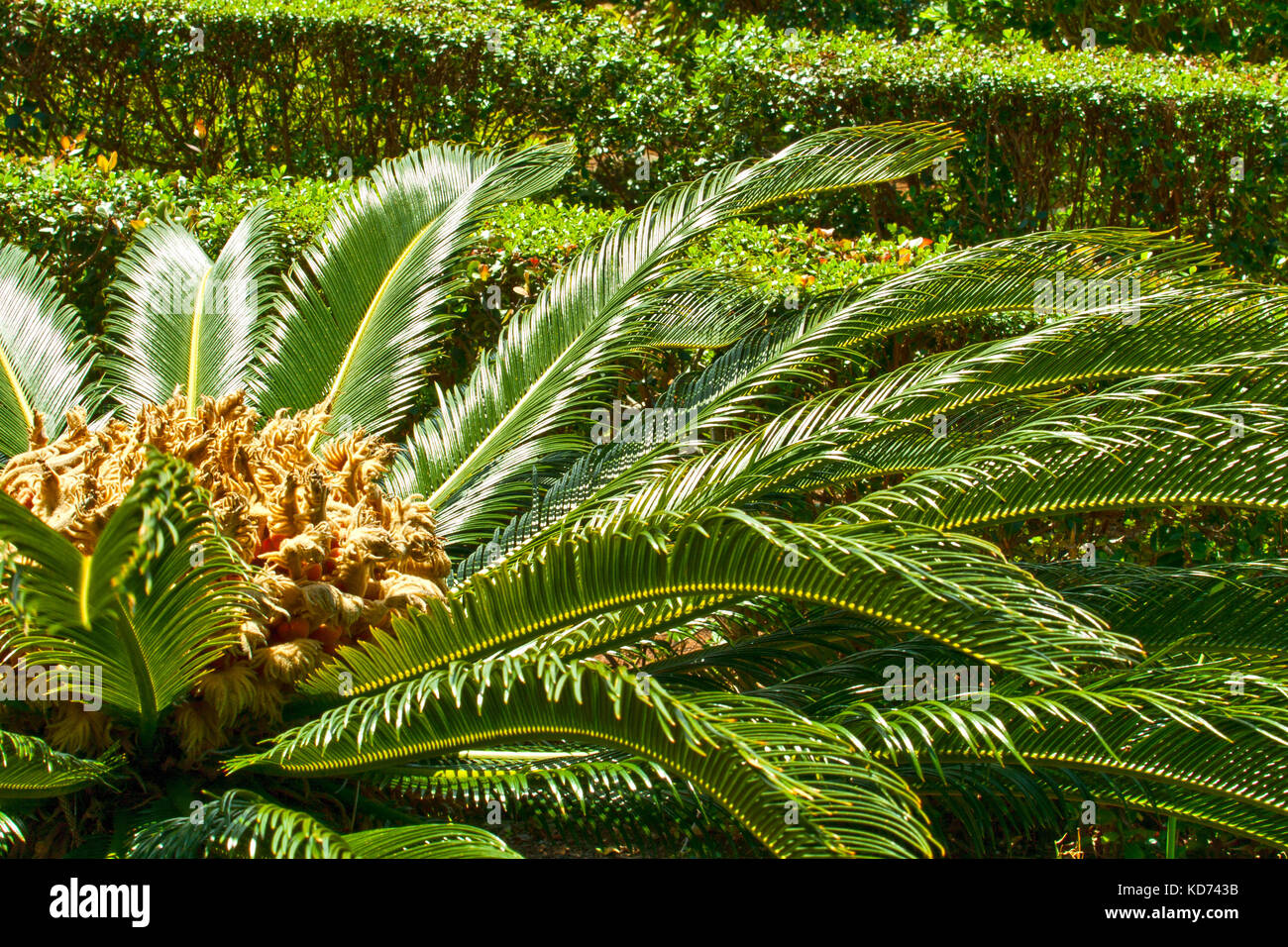 Palmier sagou japonais Banque de photographies et d’images à haute ...