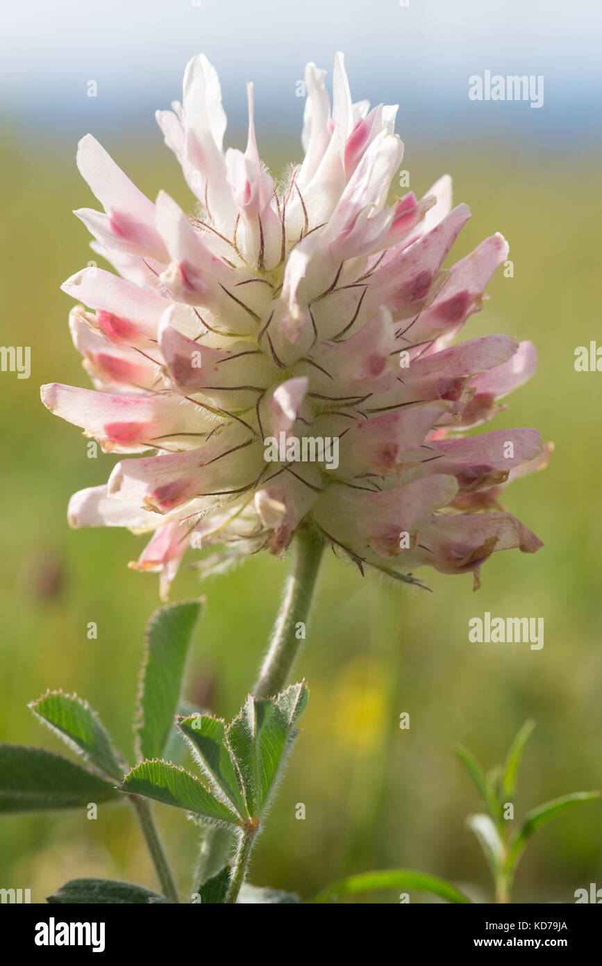 Trèfle en fleur Banque de photographies et d’images à haute résolution ...
