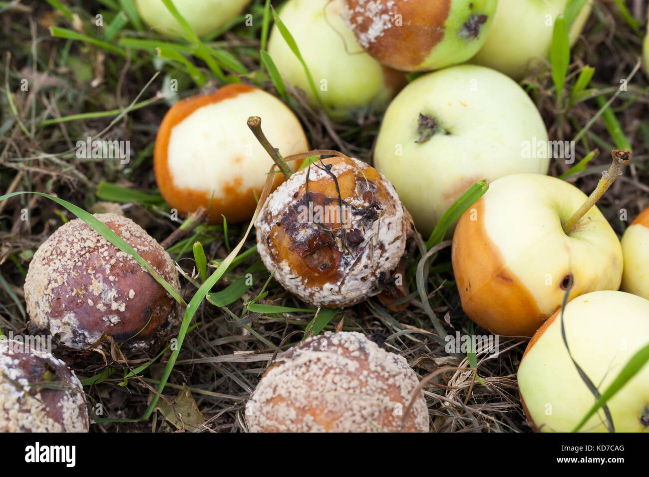 Putrid fruit Banque de photographies et d’images à haute résolution - Alamy