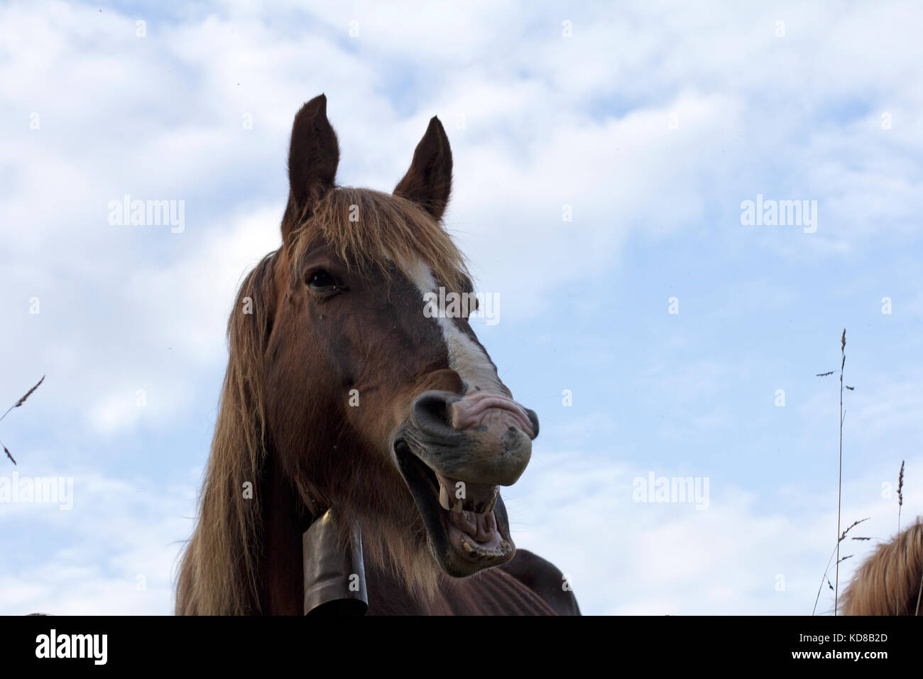 Cheval brun qui rit Banque de photographies et d’images à haute ...