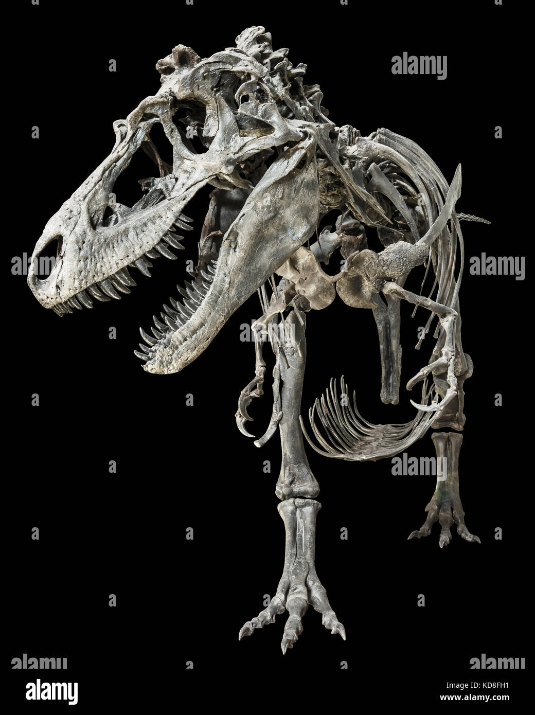 Esqueleto de tyrannosaurus rex Banque de photographies et d’images à haute résolution - Alamy