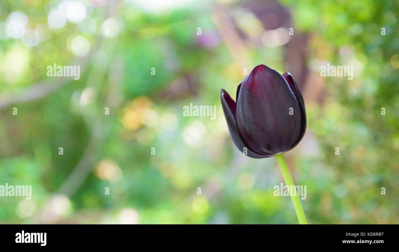 Tulipe noire Banque de photographies et d’images à haute résolution - Alamy