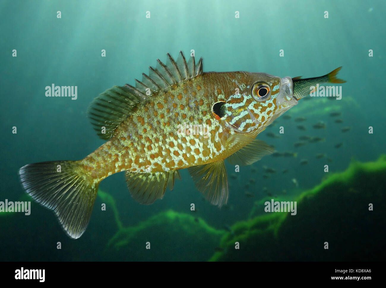 Pumpkinseed Freshwater Fish Lepomis Gibbosus Photos & Pumpkinseed ...