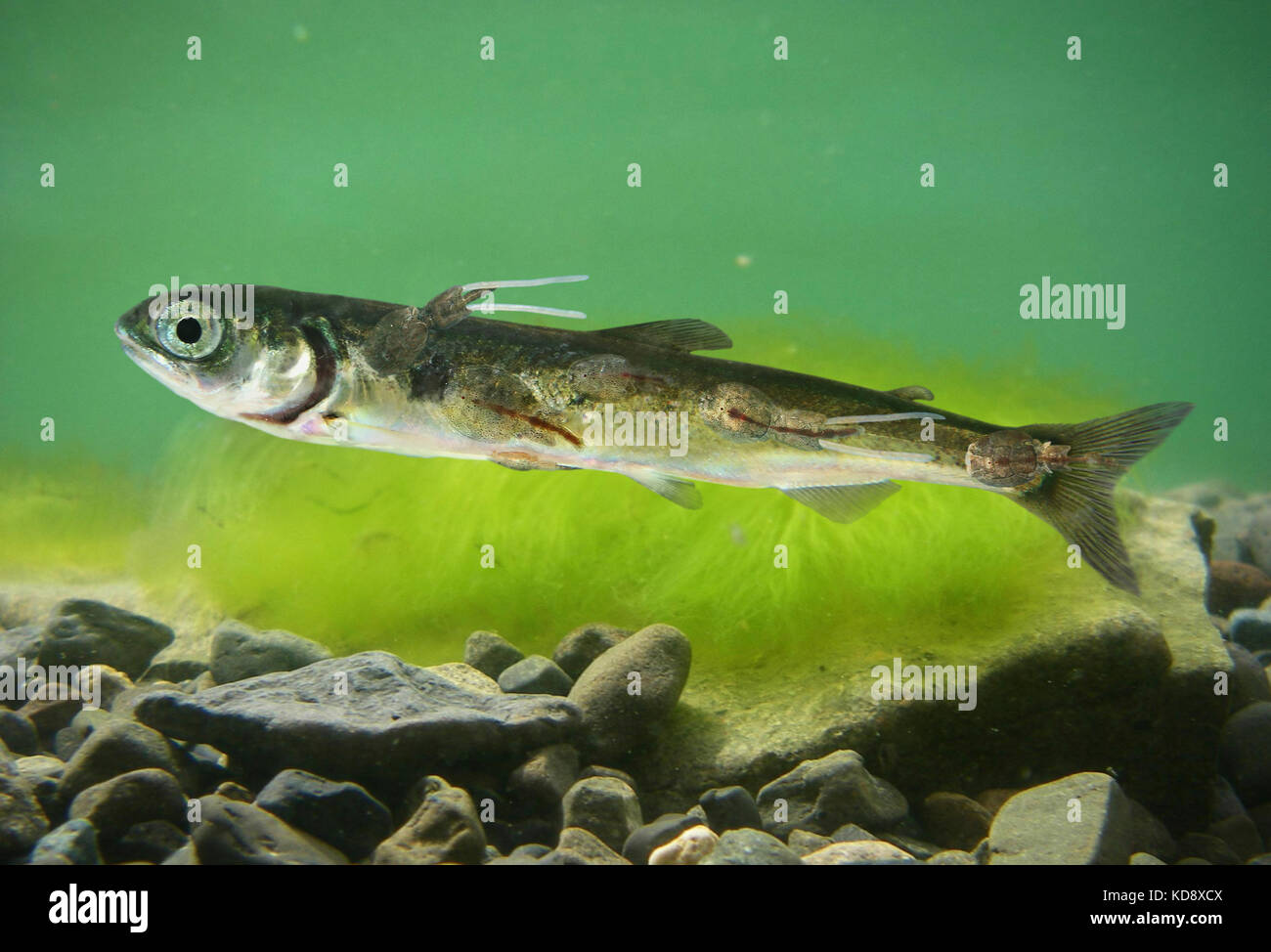 Les Poux De Poisson Banque d'image et photos - Alamy