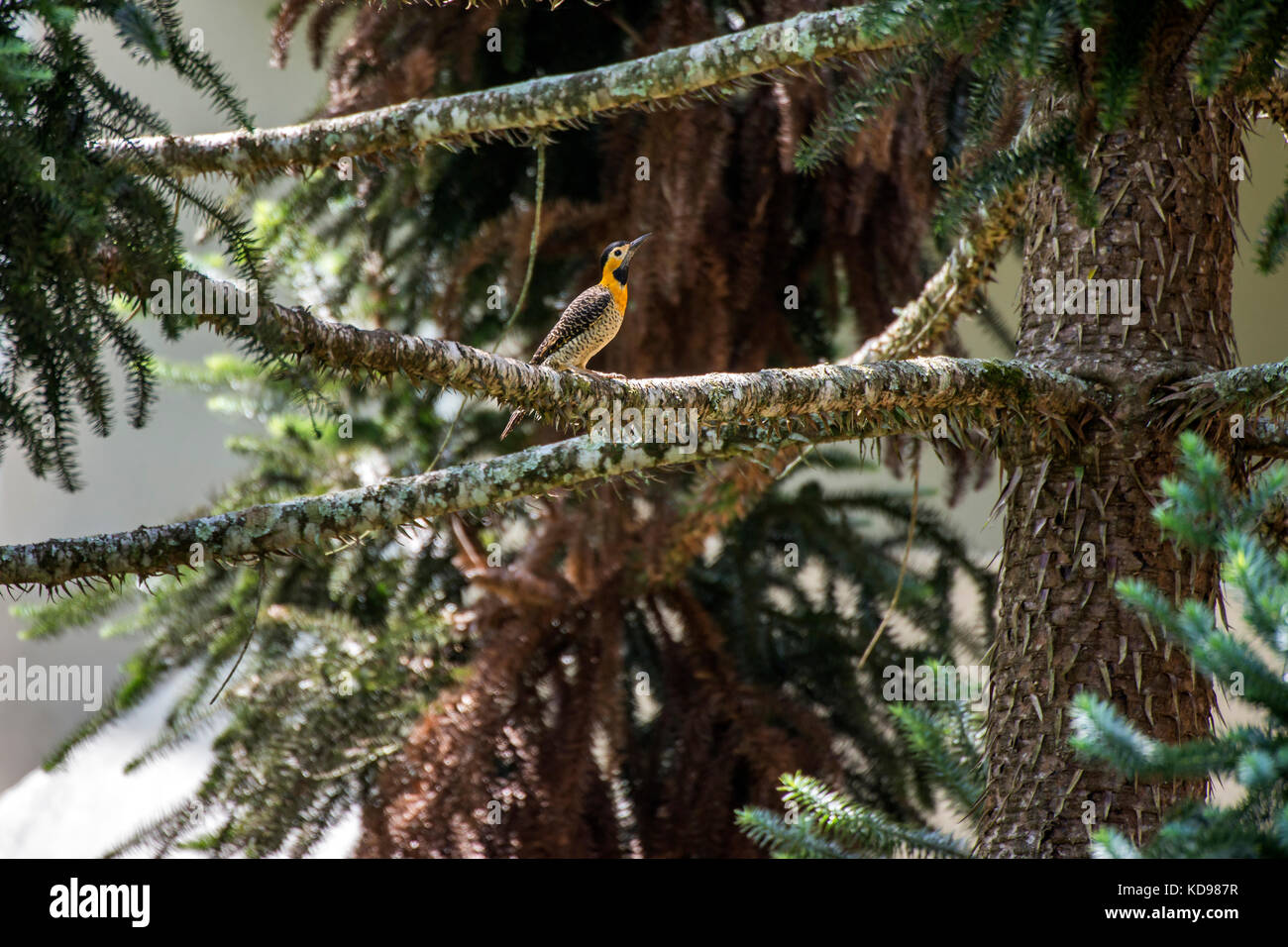 'Pica-pau-do-campo (Colaptes campestris) fotografado em Domingos ...