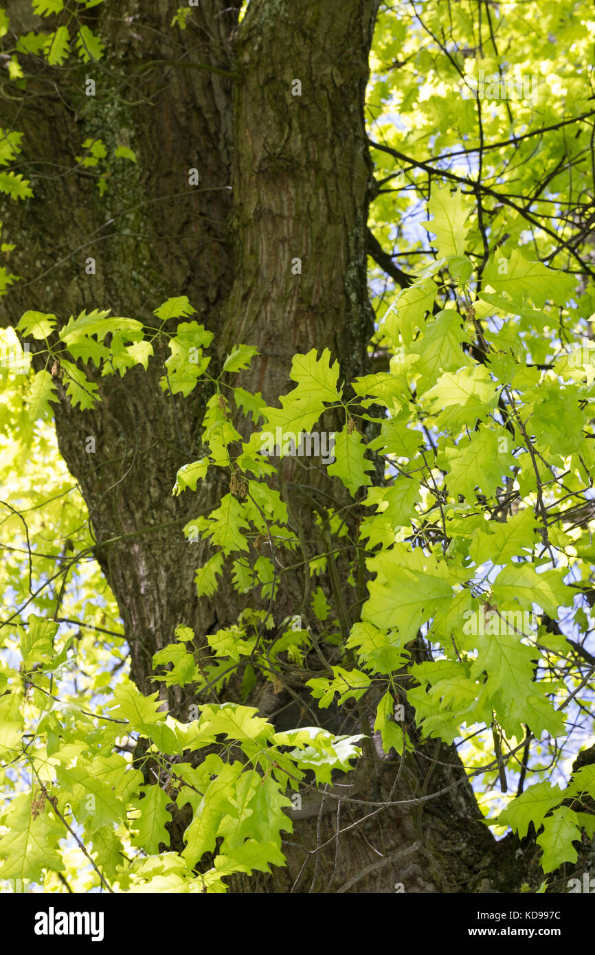 Chene rouge Banque de photographies et d’images à haute résolution - Alamy