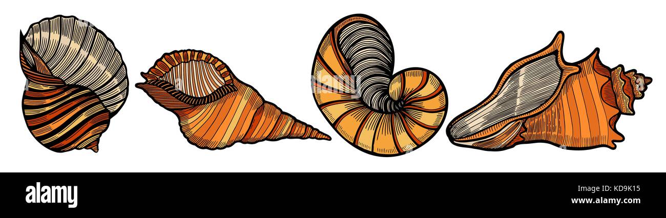 Série de beaux coquillages, mollusques style croquis illustration isolé ...