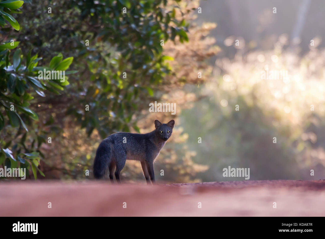 Raposa de cachorro Banque de photographies et d’images à haute résolution - Alamy