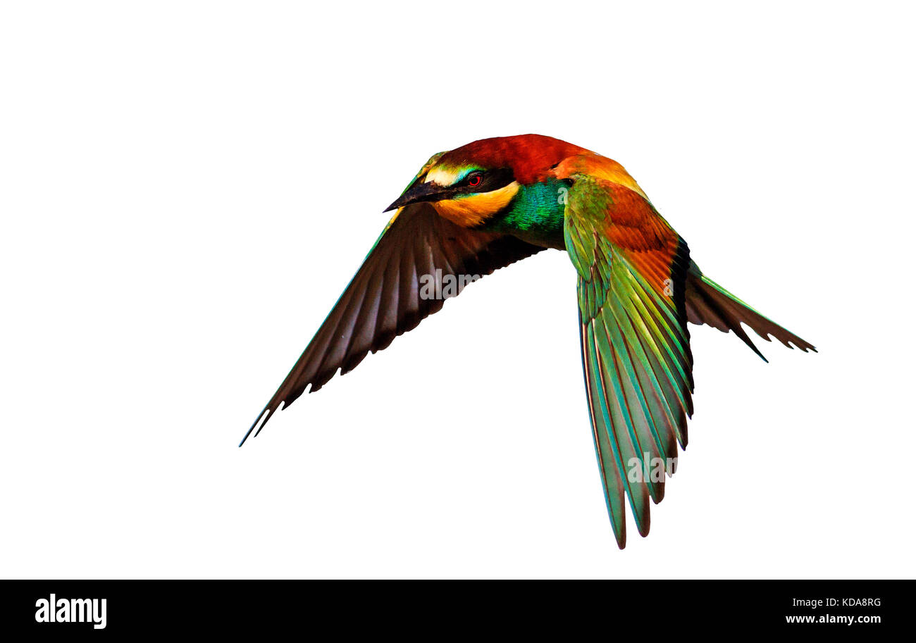 Oiseau volant brillant Banque de photographies et d’images à haute résolution - Alamy