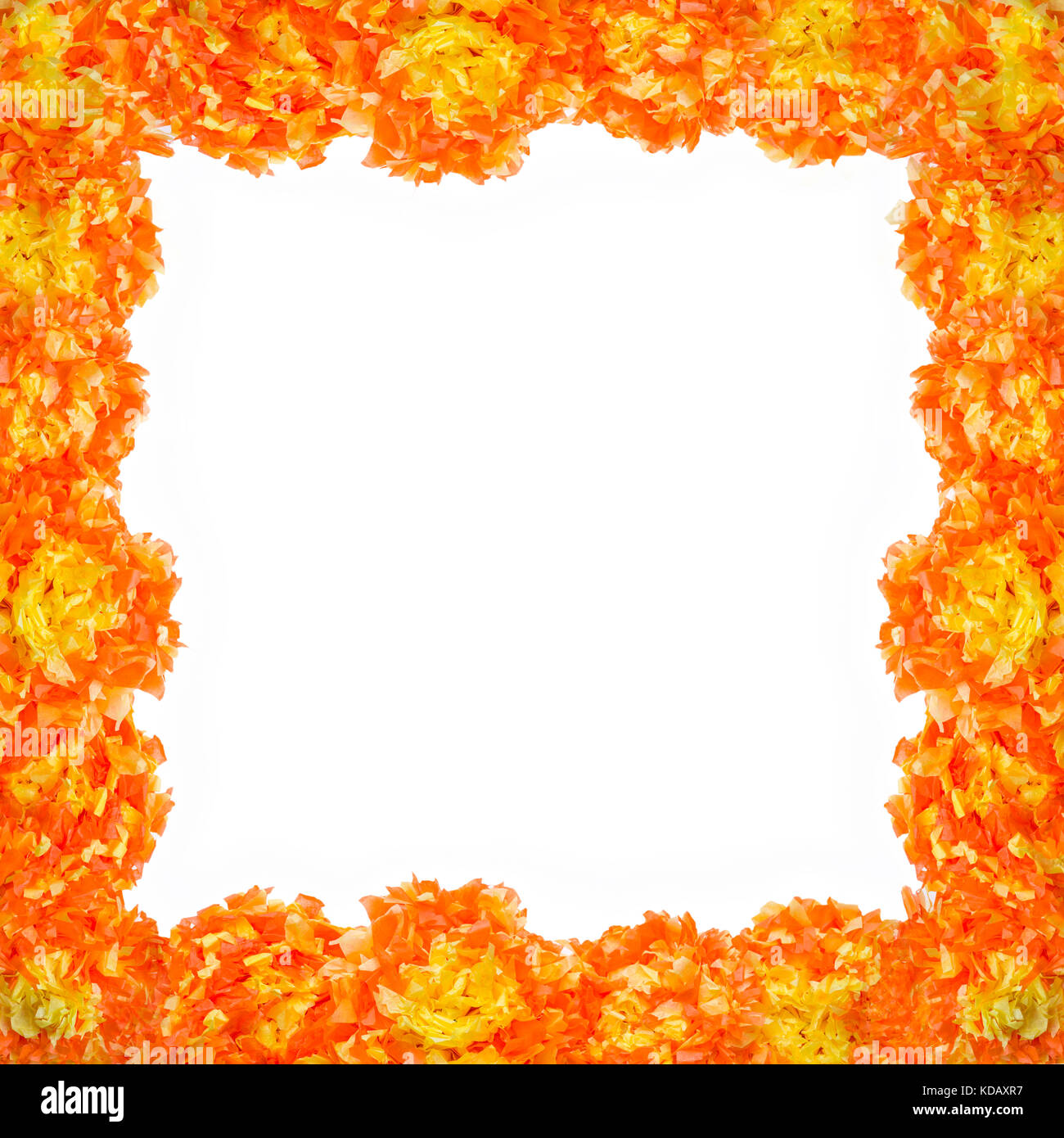 Fleur de cempasuchil du mexique Banque de photographies et d’images à haute résolution - Alamy