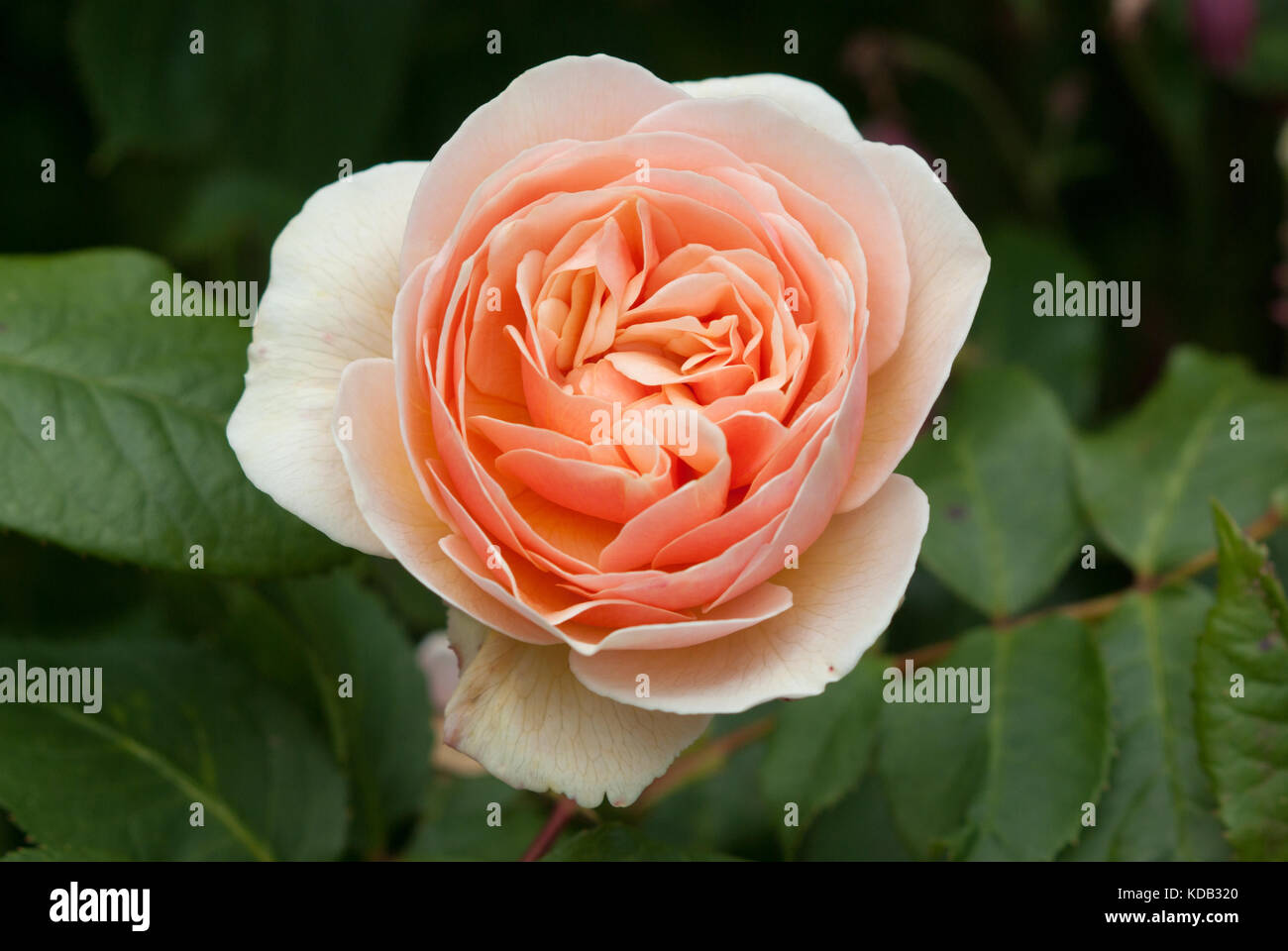 Rosa sweet juliet rose Banque de photographies et d’images à haute ...