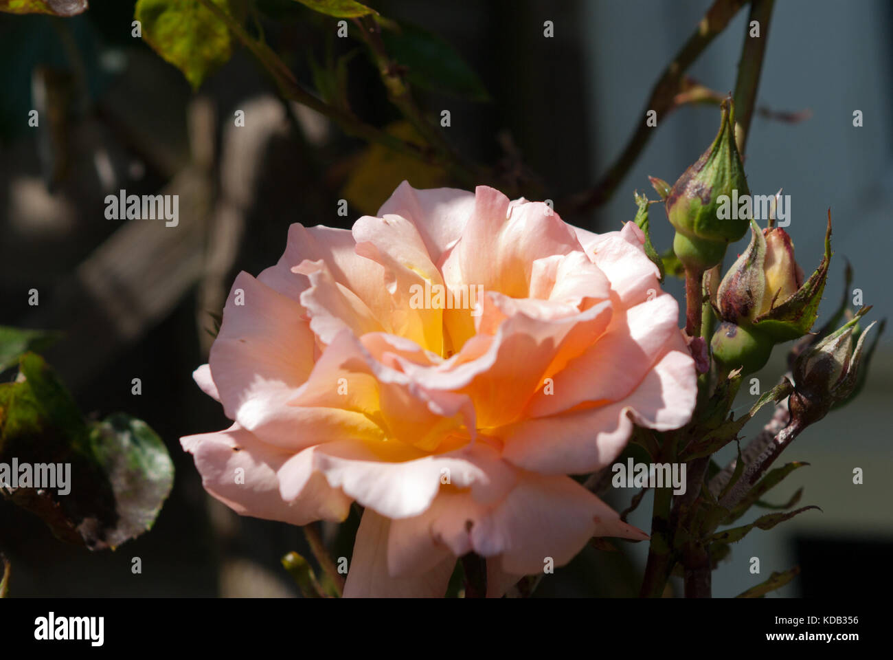 Rosa compassion climbing rose Banque de photographies et d’images à ...