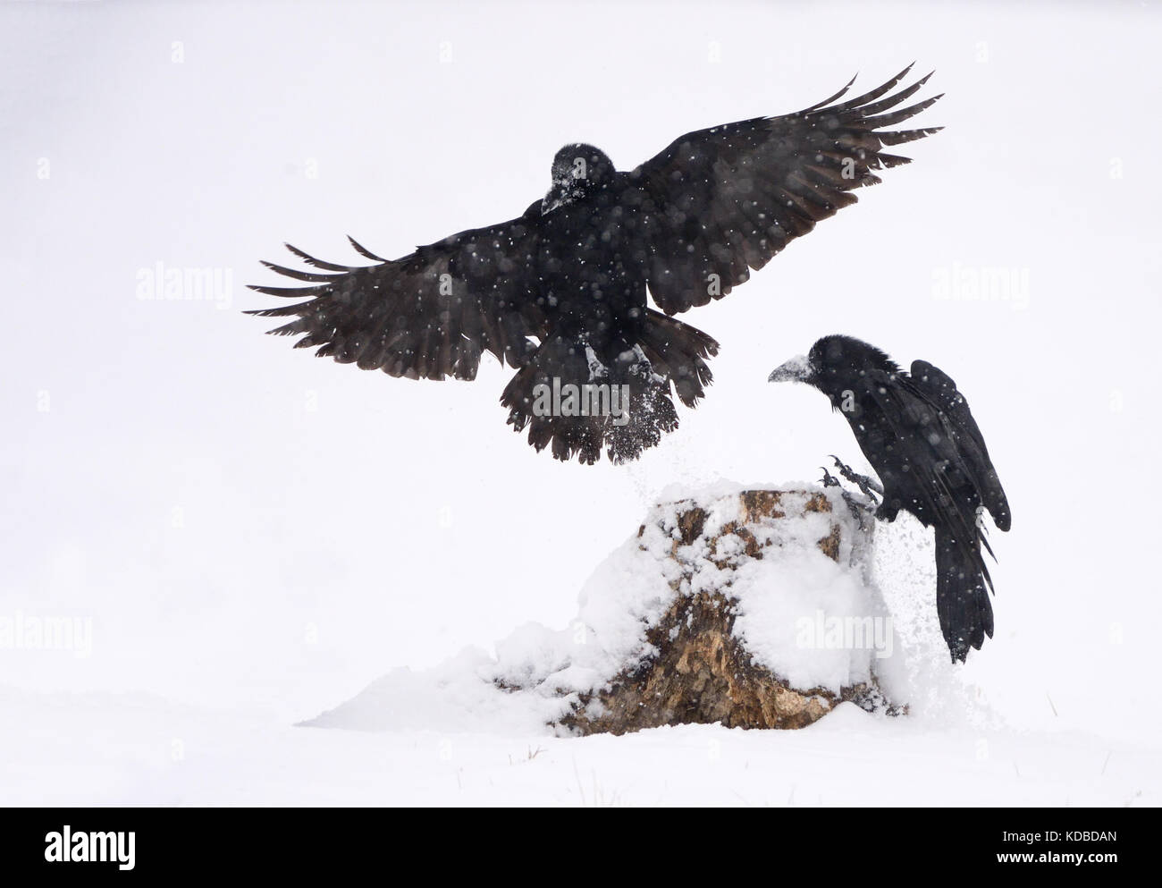 Grand corbeau, un en vol et un atterrissage sur une souche d'arbre ...