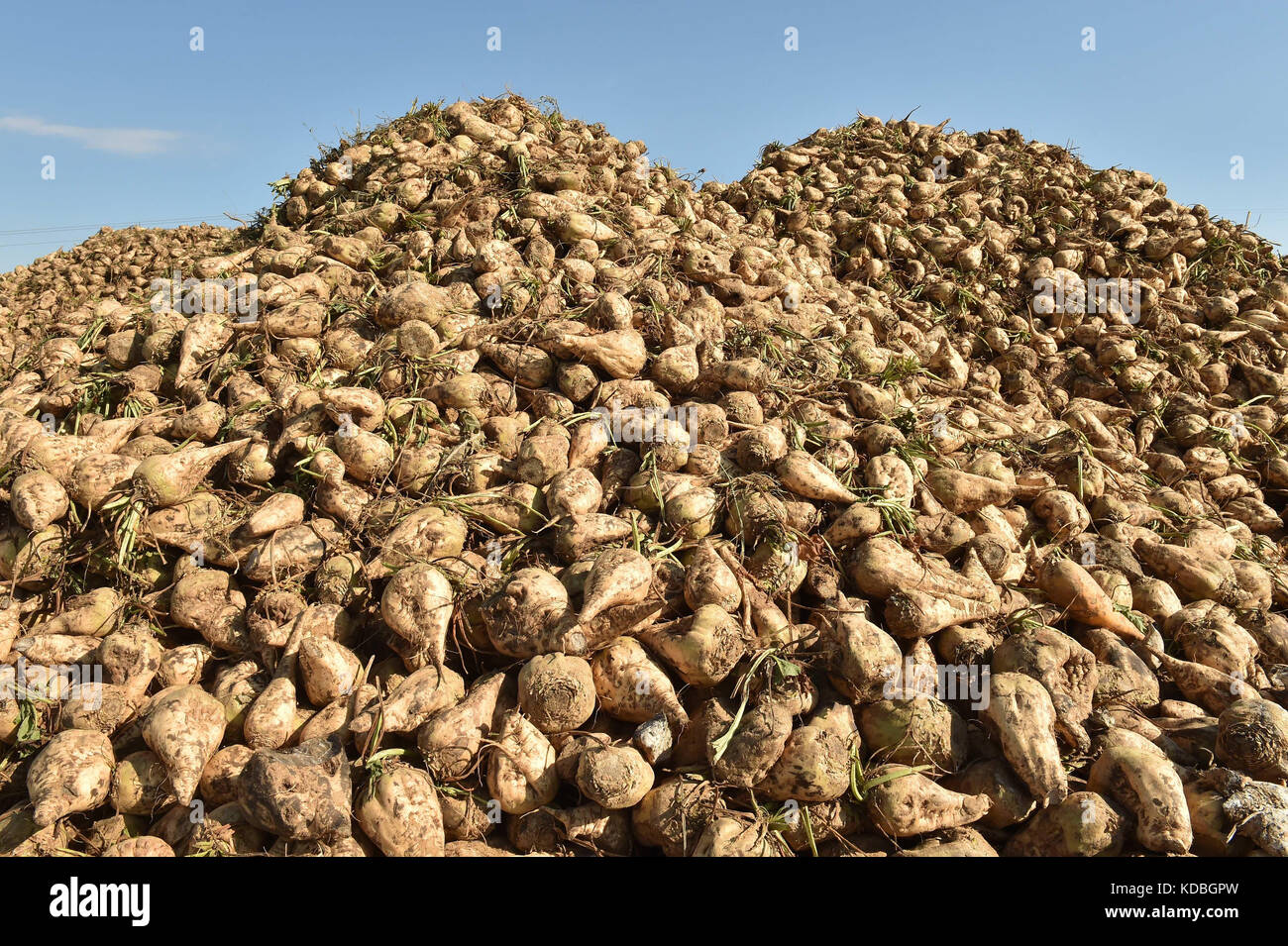 Marne (nord-est de la France) : la culture de la betterave. Tas de ...