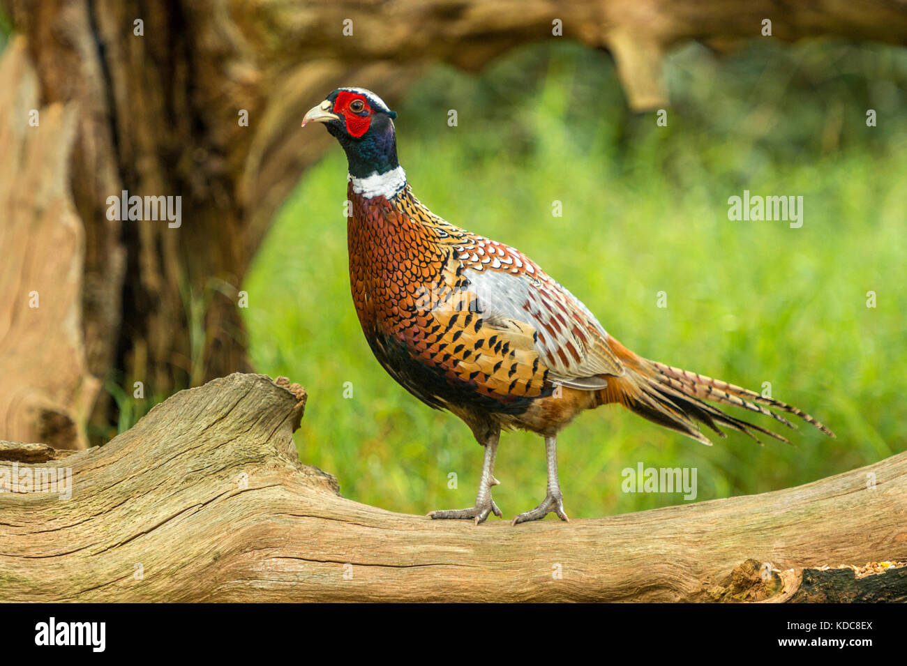 Faisan noir royaume uni Banque de photographies et d’images à haute ...