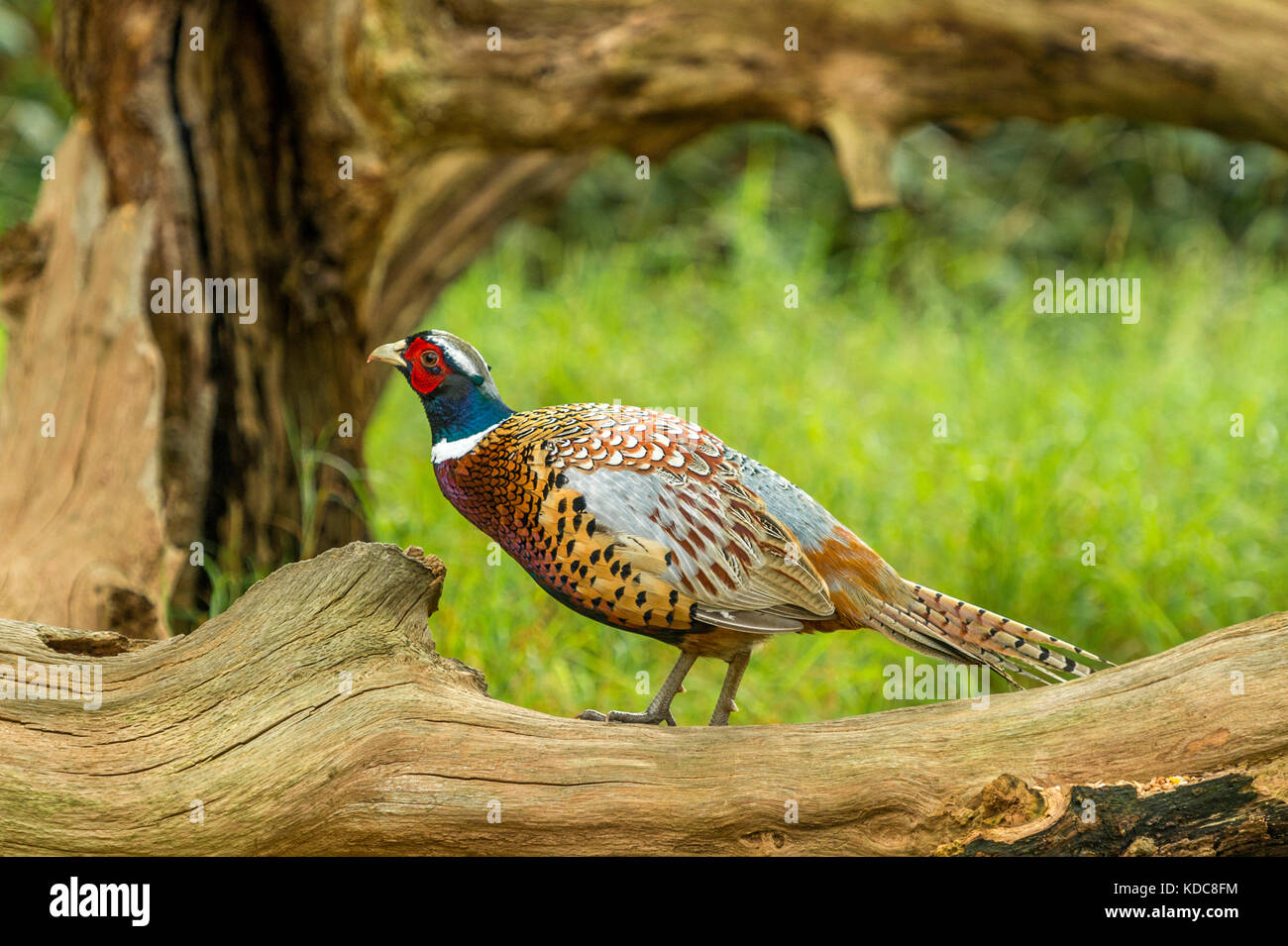 Faisan noir royaume uni Banque de photographies et d’images à haute ...