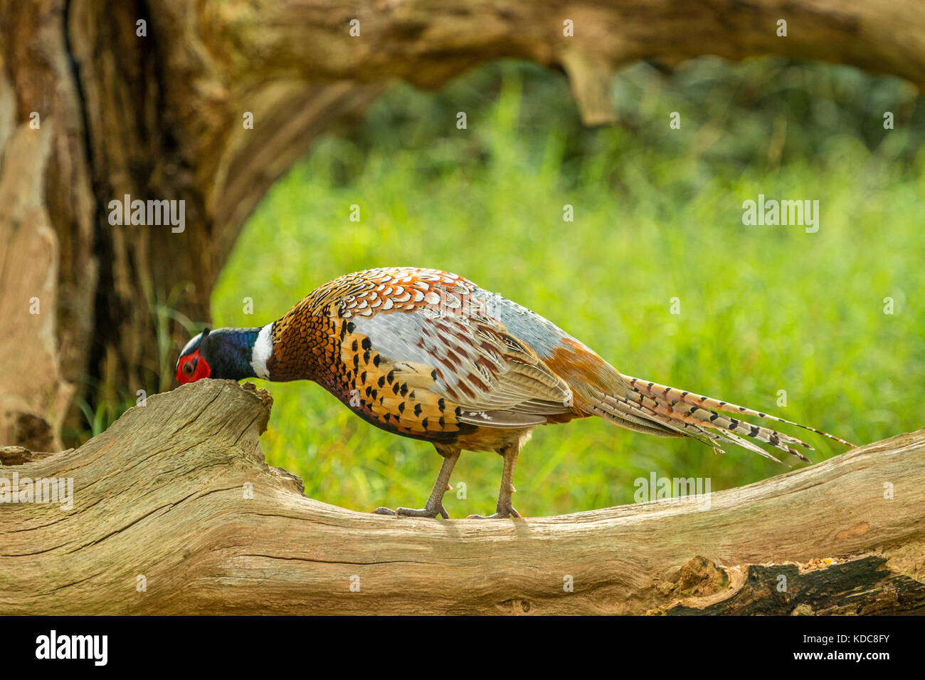 Faisan noir royaume uni Banque de photographies et d’images à haute ...