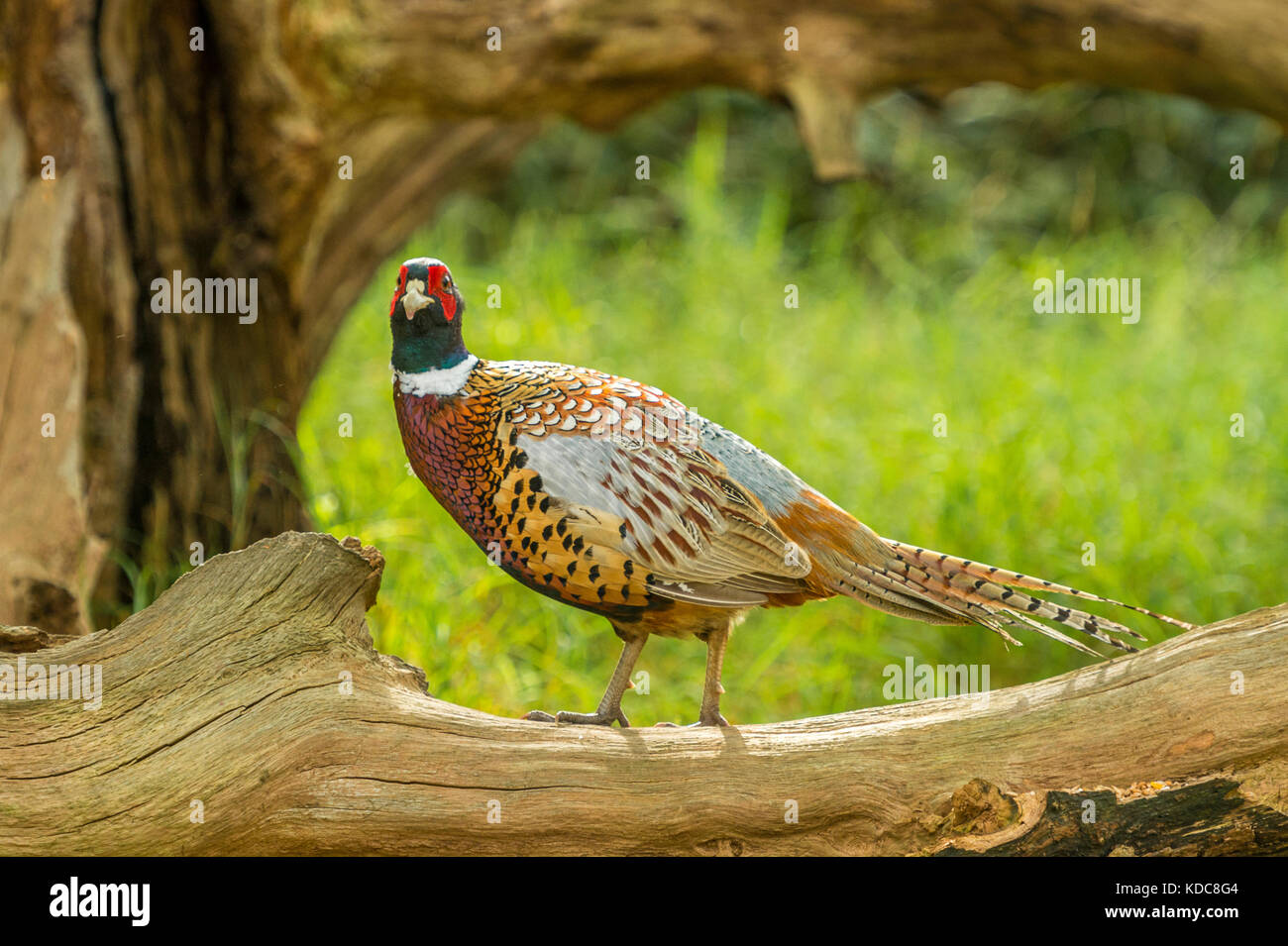 Faisan noir royaume uni Banque de photographies et d’images à haute ...