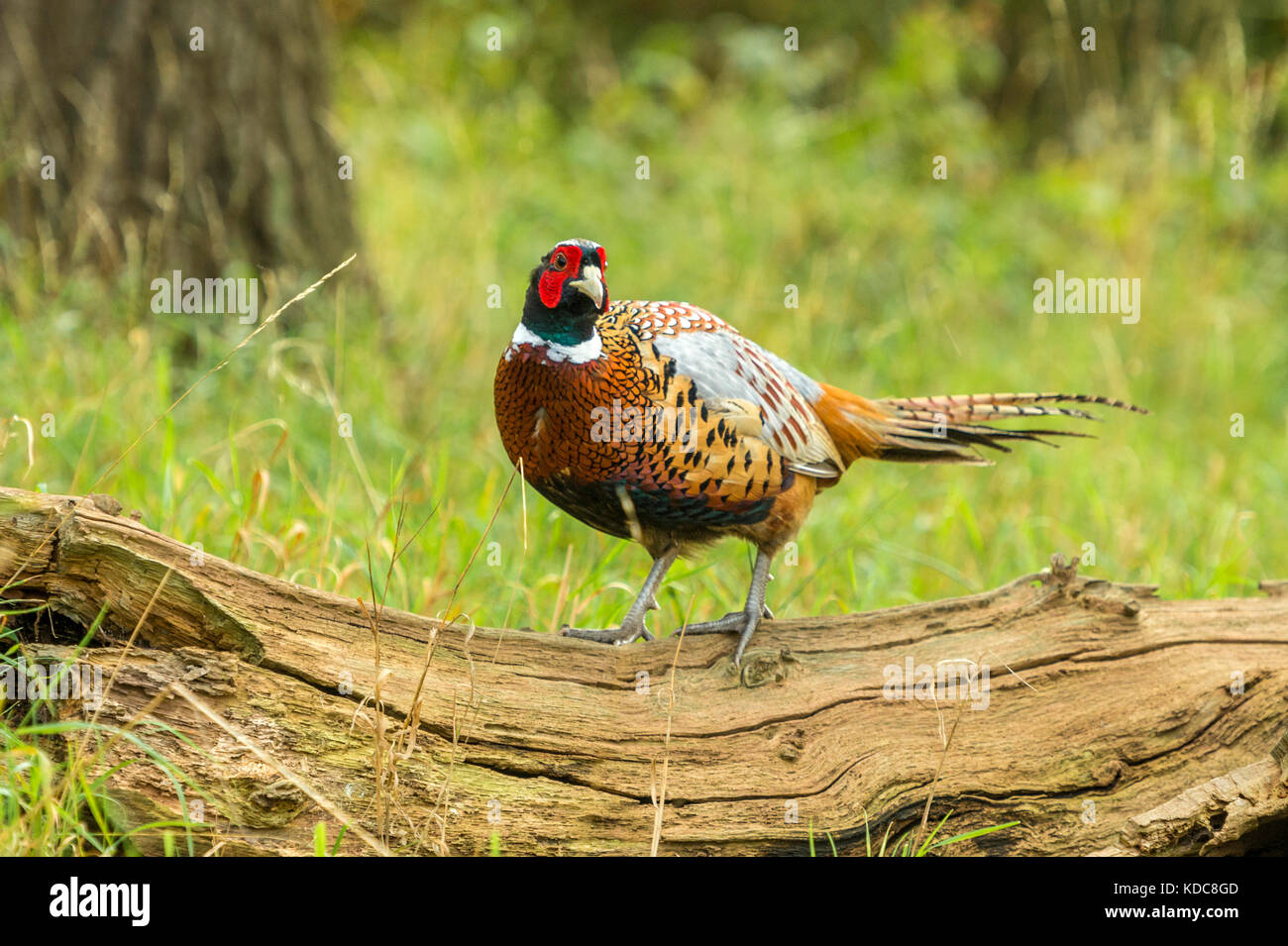 Faisan noir royaume uni Banque de photographies et d’images à haute ...