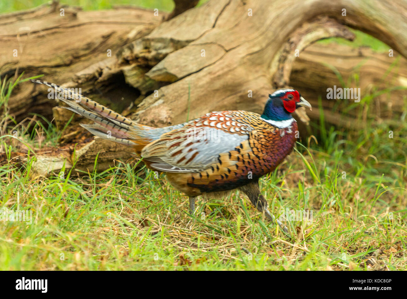 Faisan noir royaume uni Banque de photographies et d’images à haute ...