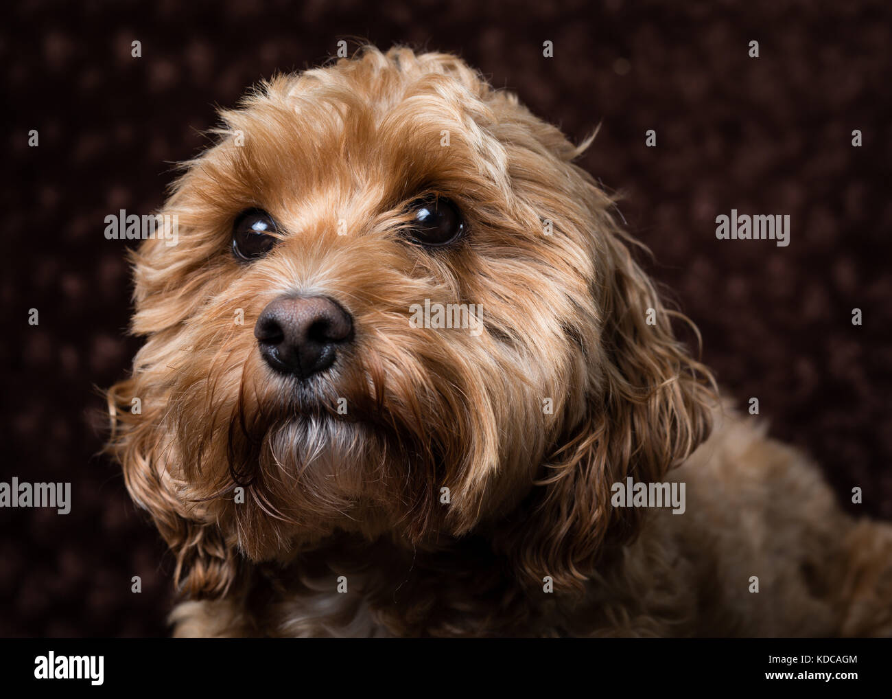 Caniche de cocker adultes Banque de photographies et d’images à haute ...