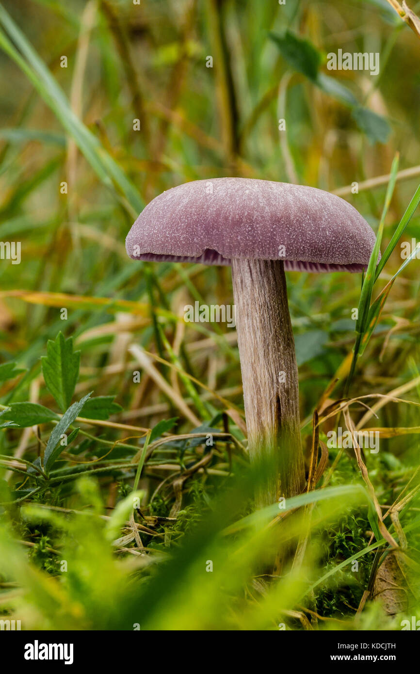 Champignons comestibles violet Banque de photographies et d’images à ...