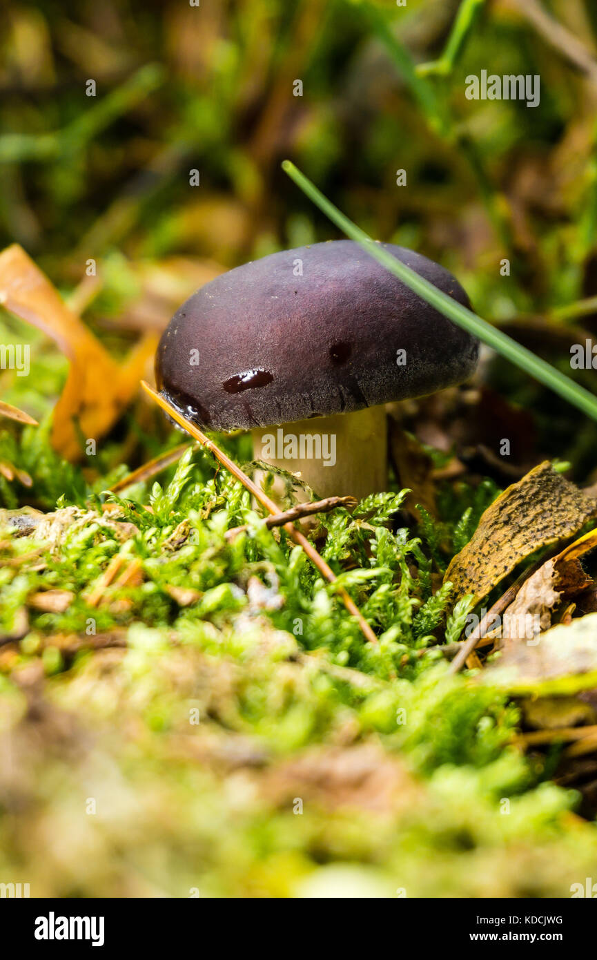 Photo verticale de nice. Le champignon violet comestible russula ...