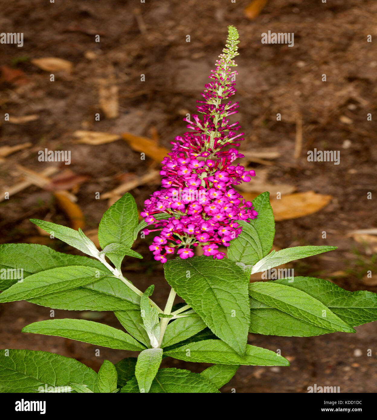 Buddleia cultivar buddleja davidii Banque de photographies et d’images ...