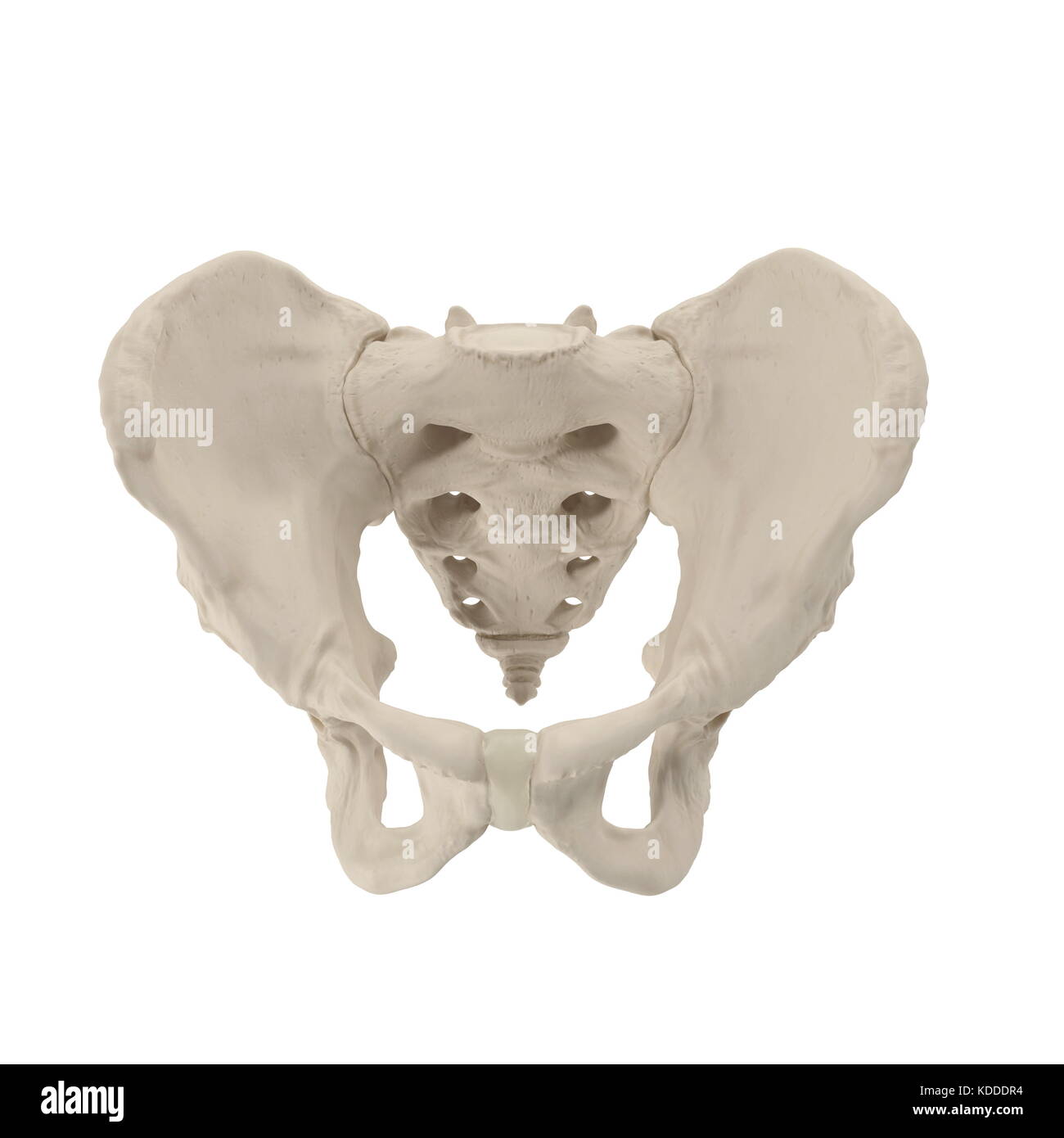Anatomie masculine du bassin Banque de photographies et d’images à ...