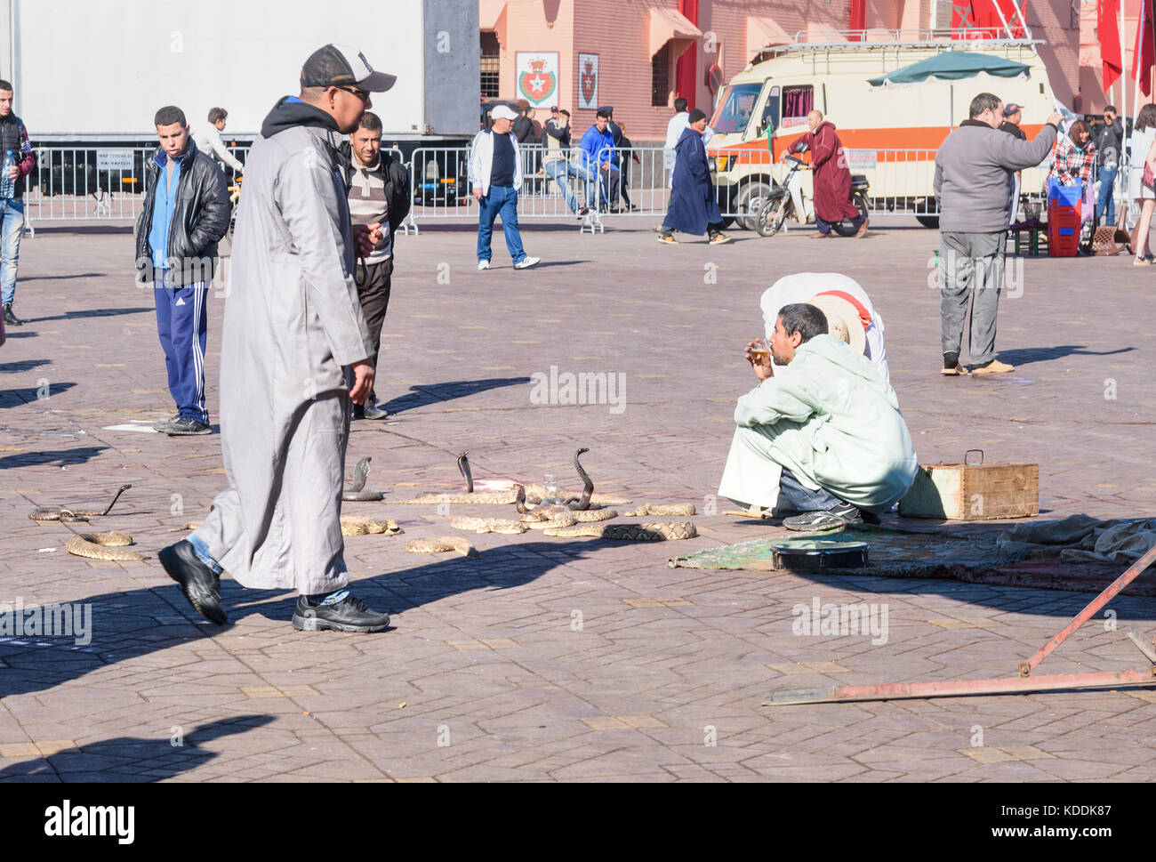 Moroccan cobra Banque de photographies et d’images à haute résolution ...
