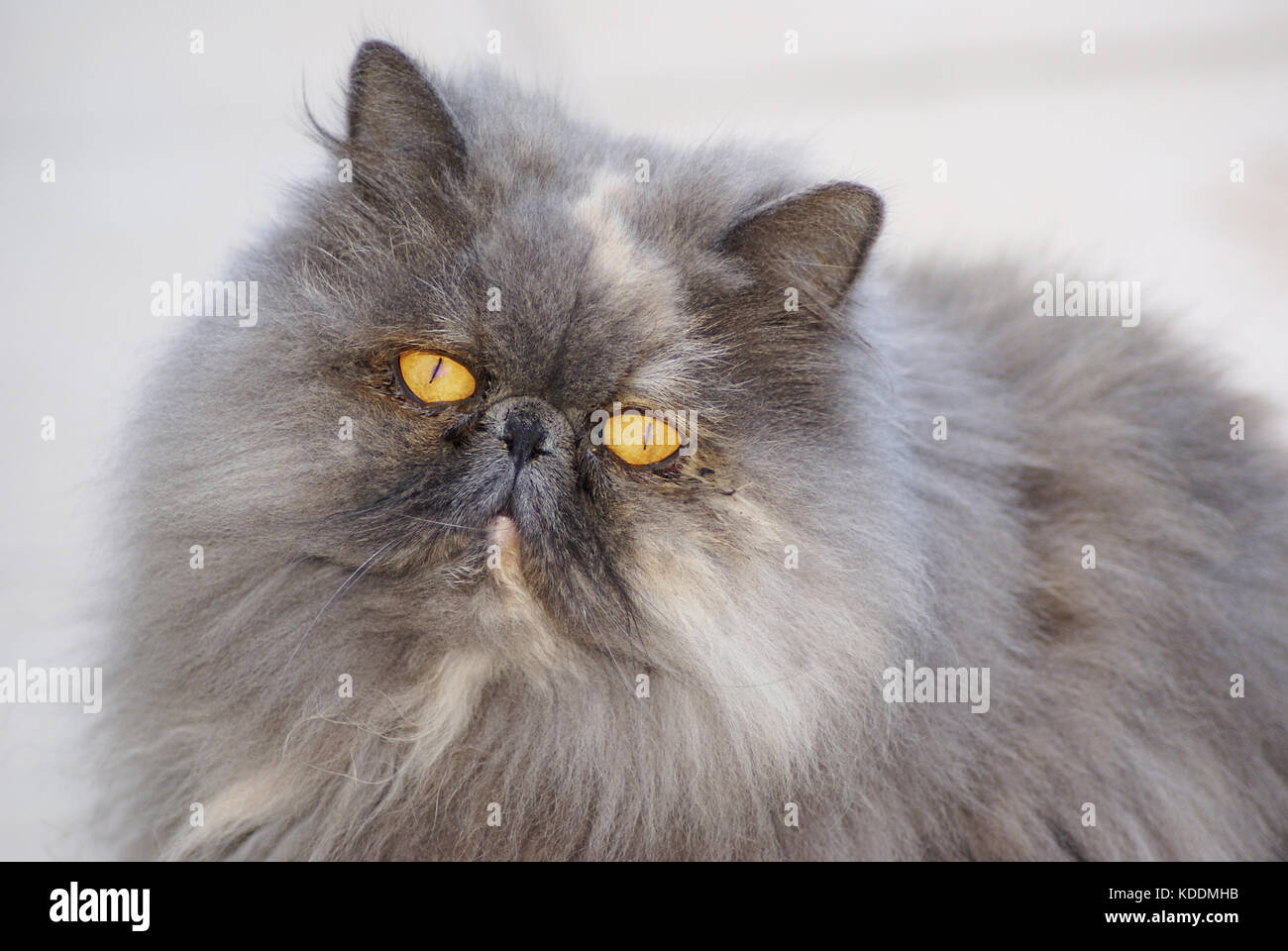 Shirazi cat Banque de photographies et d’images à haute résolution - Alamy