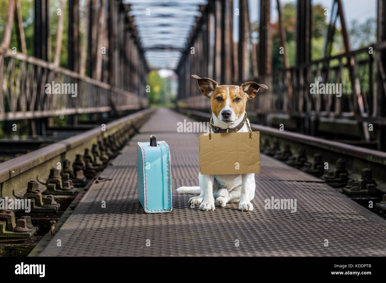 Perdu chien Jack Russell sans-abri et abandonnés sur la voie ...