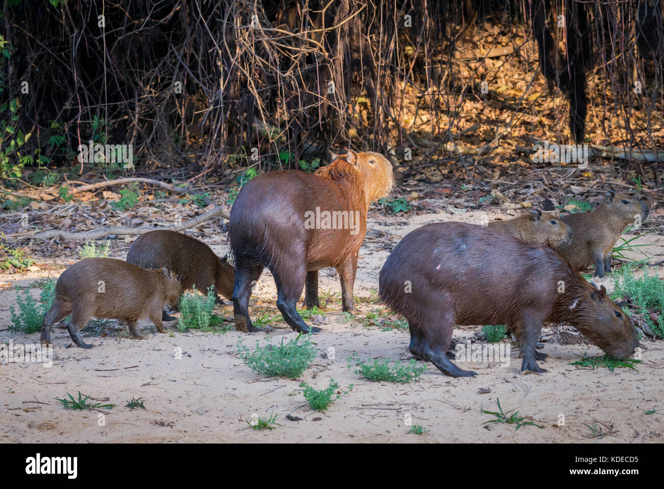Capybara family Banque de photographies et d’images à haute résolution ...