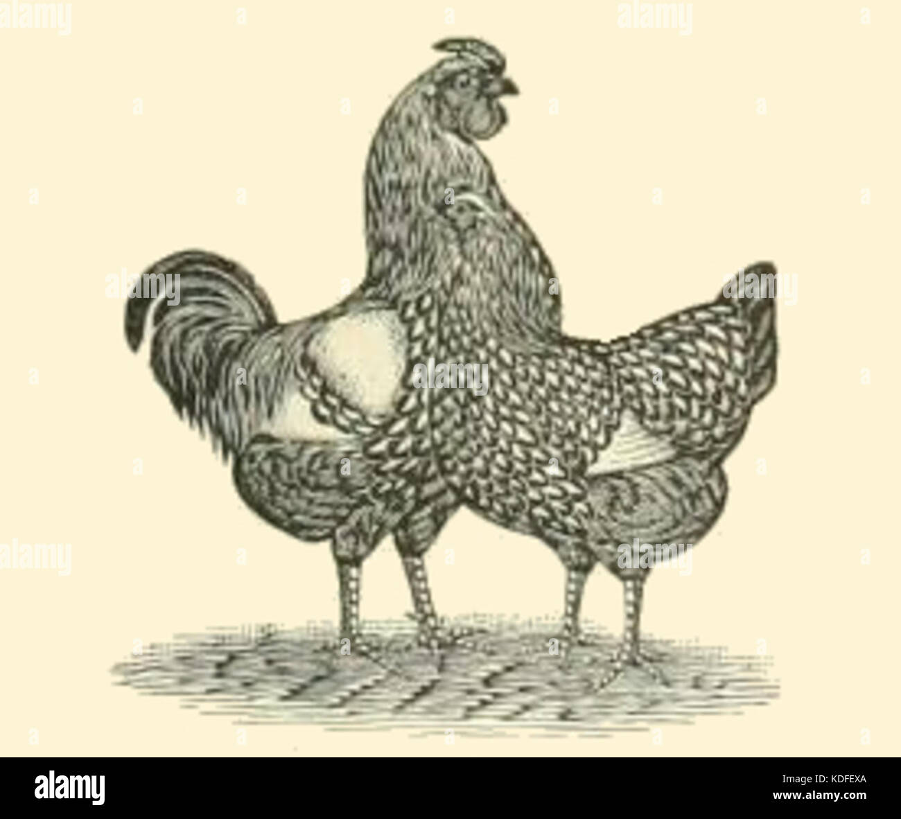 Poule dessin Banque de photographies et d’images à haute résolution - Alamy