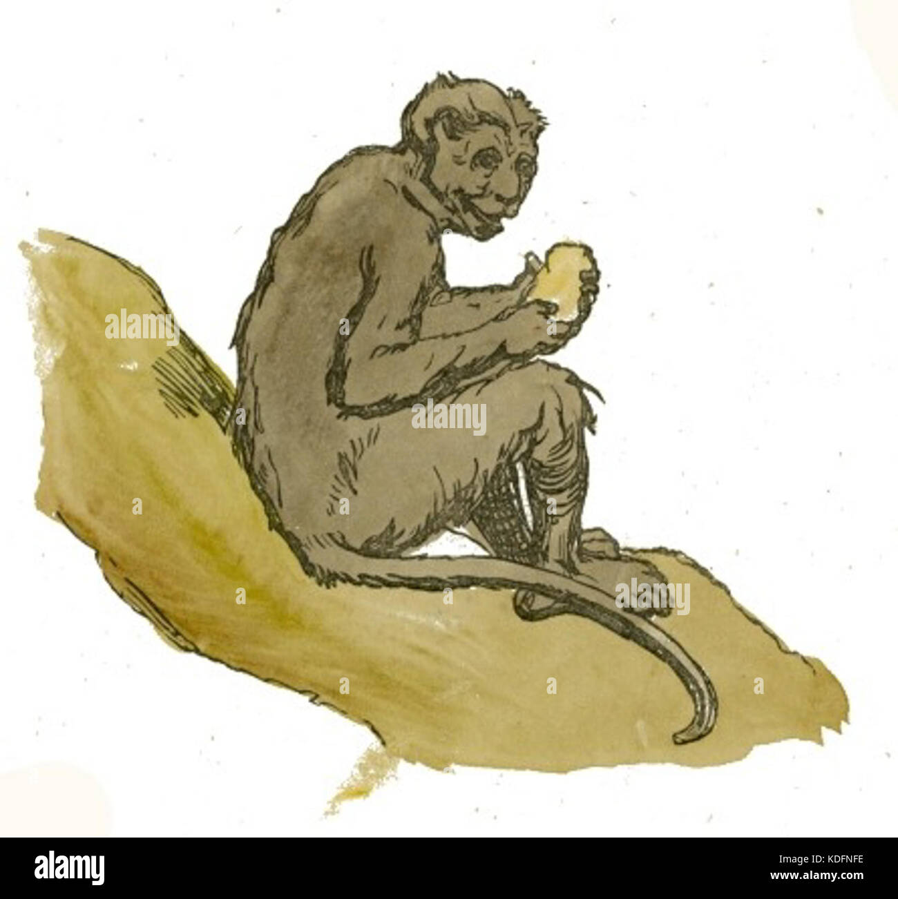 Dessin de singe Banque de photographies et d’images à haute résolution ...