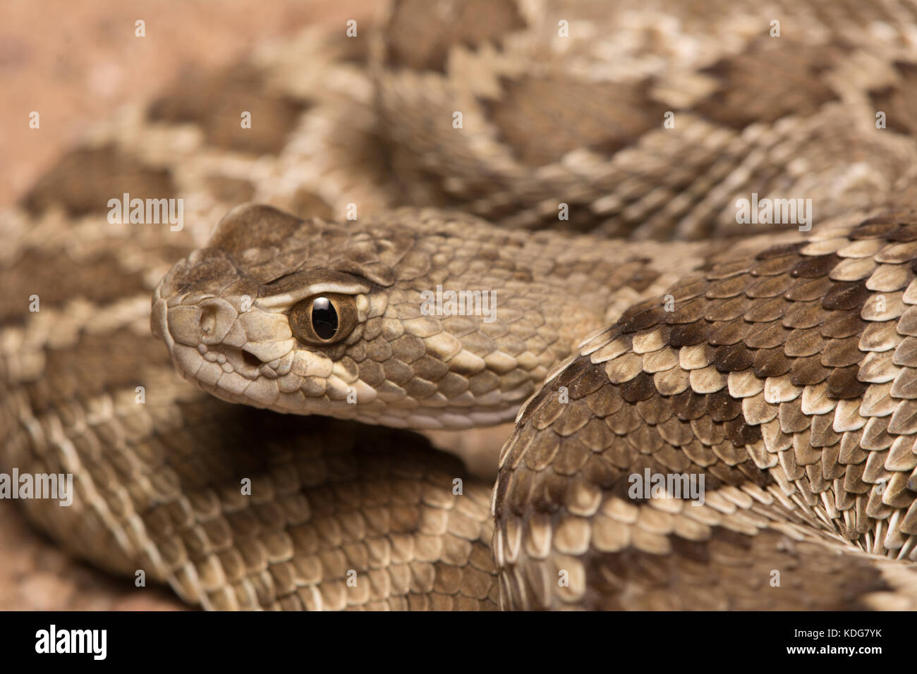 Crotale des mohaves du nord Banque de photographies et d’images à haute ...