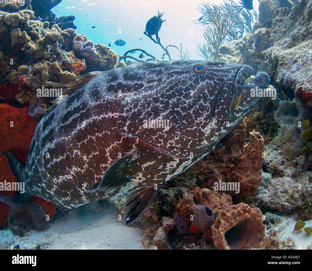 Merou brun Banque de photographies et d’images à haute résolution - Alamy