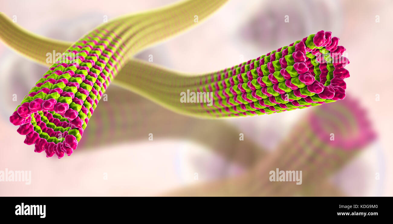 Les microtubules, ordinateur 3D illustration. Les microtubules sont des ...